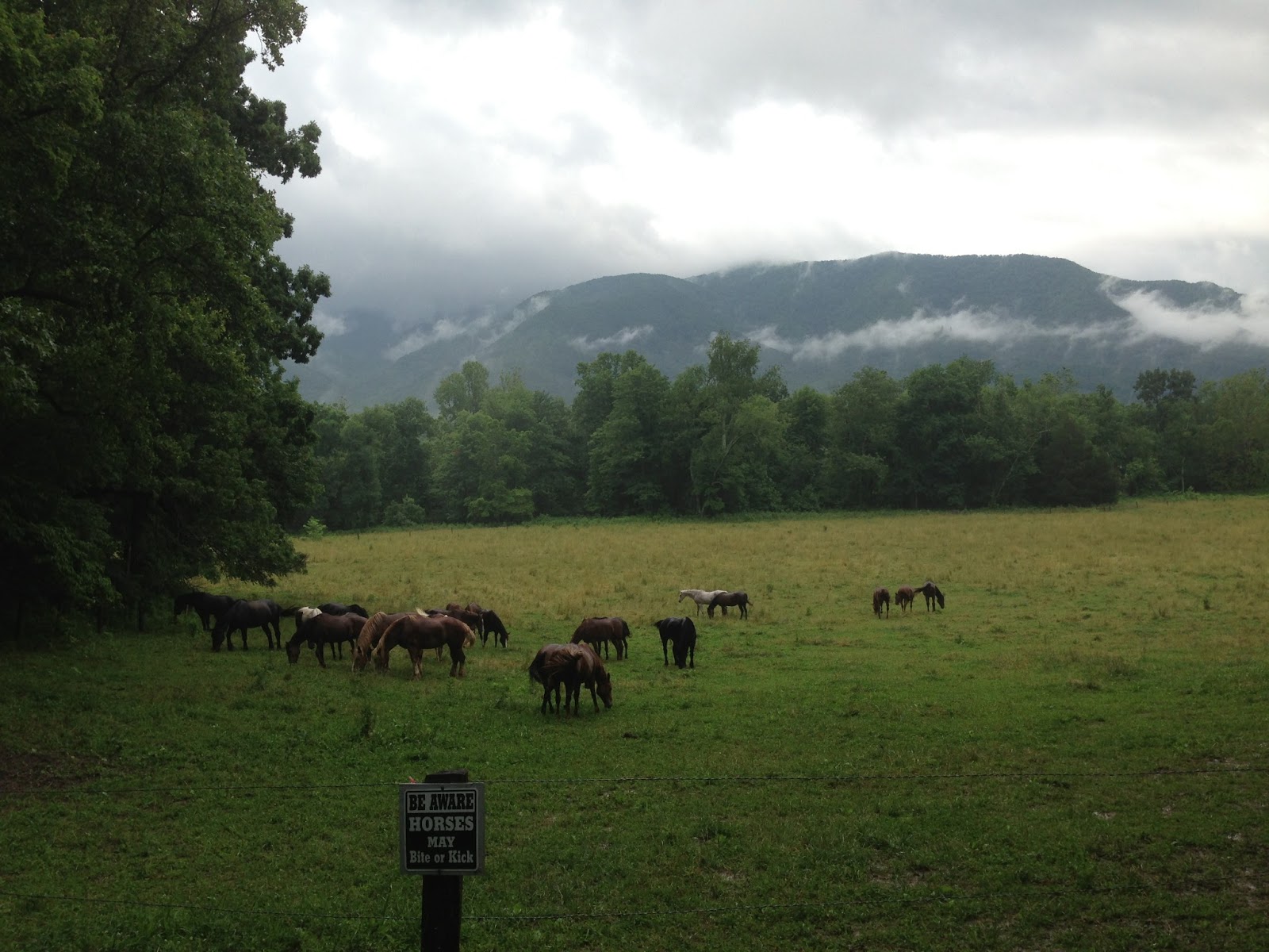 Hiking the Appalachian Balds: Gregory Bald