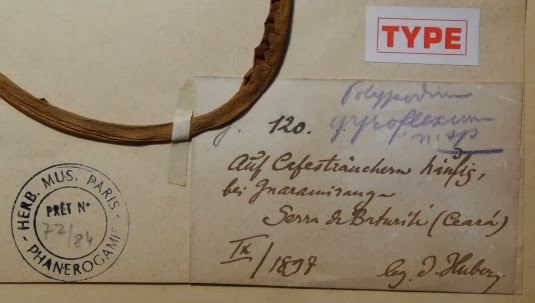 Jacques Huber and the Amazonian Botany: Plant collections