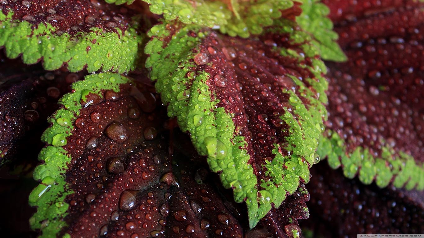 Coleus Flower HD Wallpapers | Darkblack Wallpaper