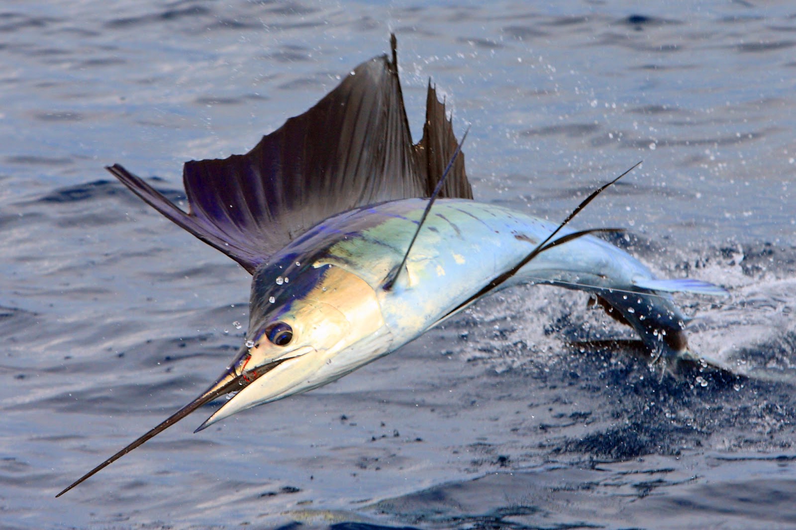 Sailfish - Fishes World - HD Images & Free Photos