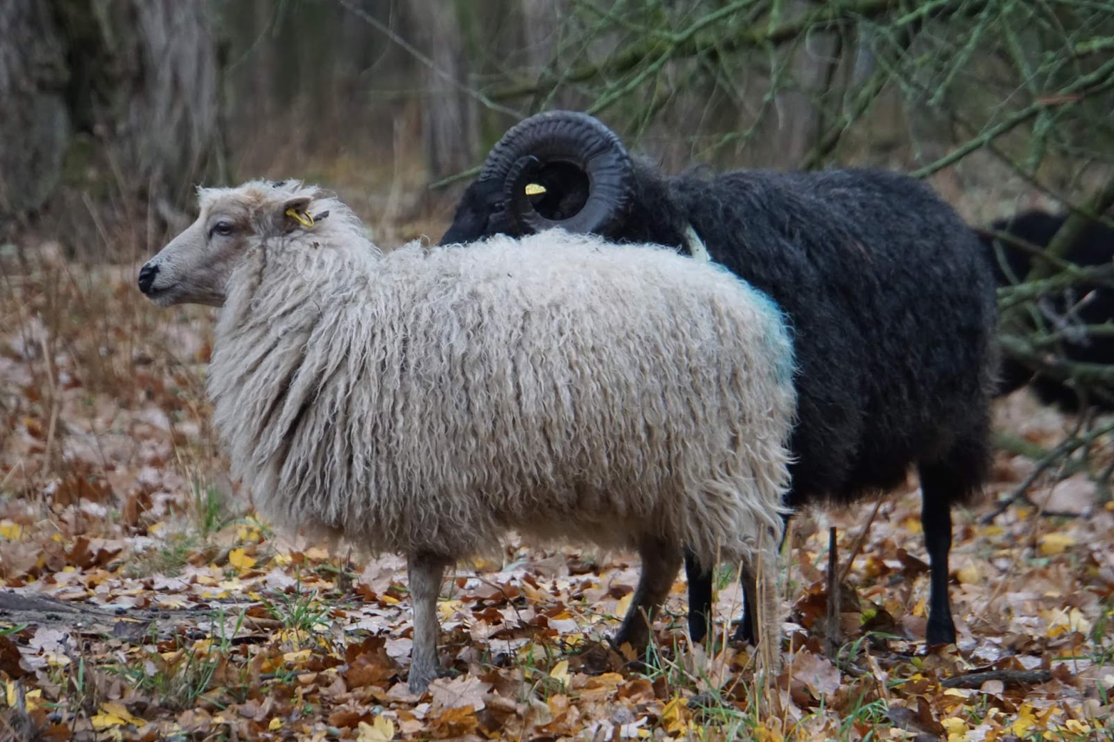 driftwool: Rassestandard Skudde - großartige Neuigkeiten!