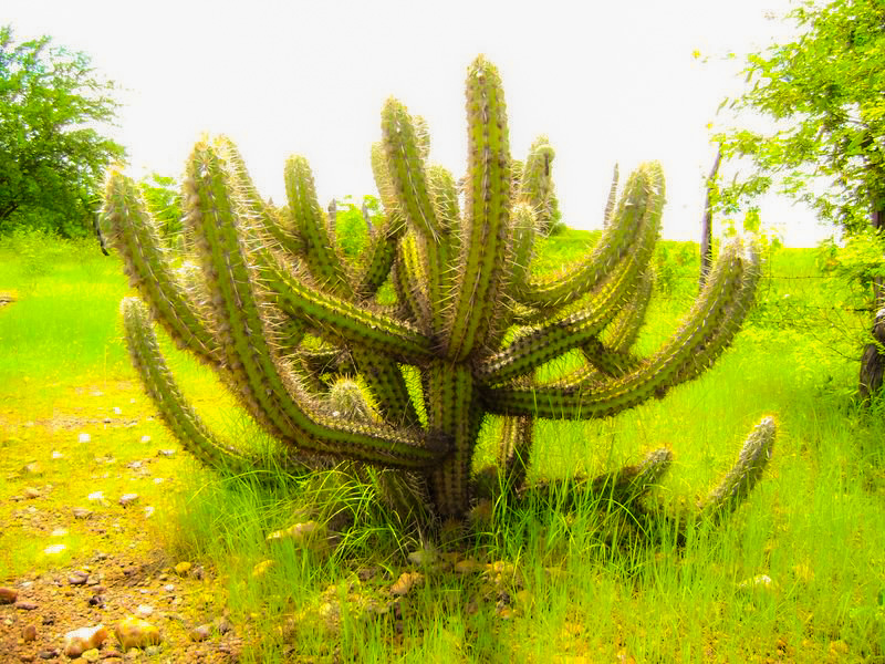 Xique-Xique: O Tesouro Espinhoso do Nordeste Brasileiro