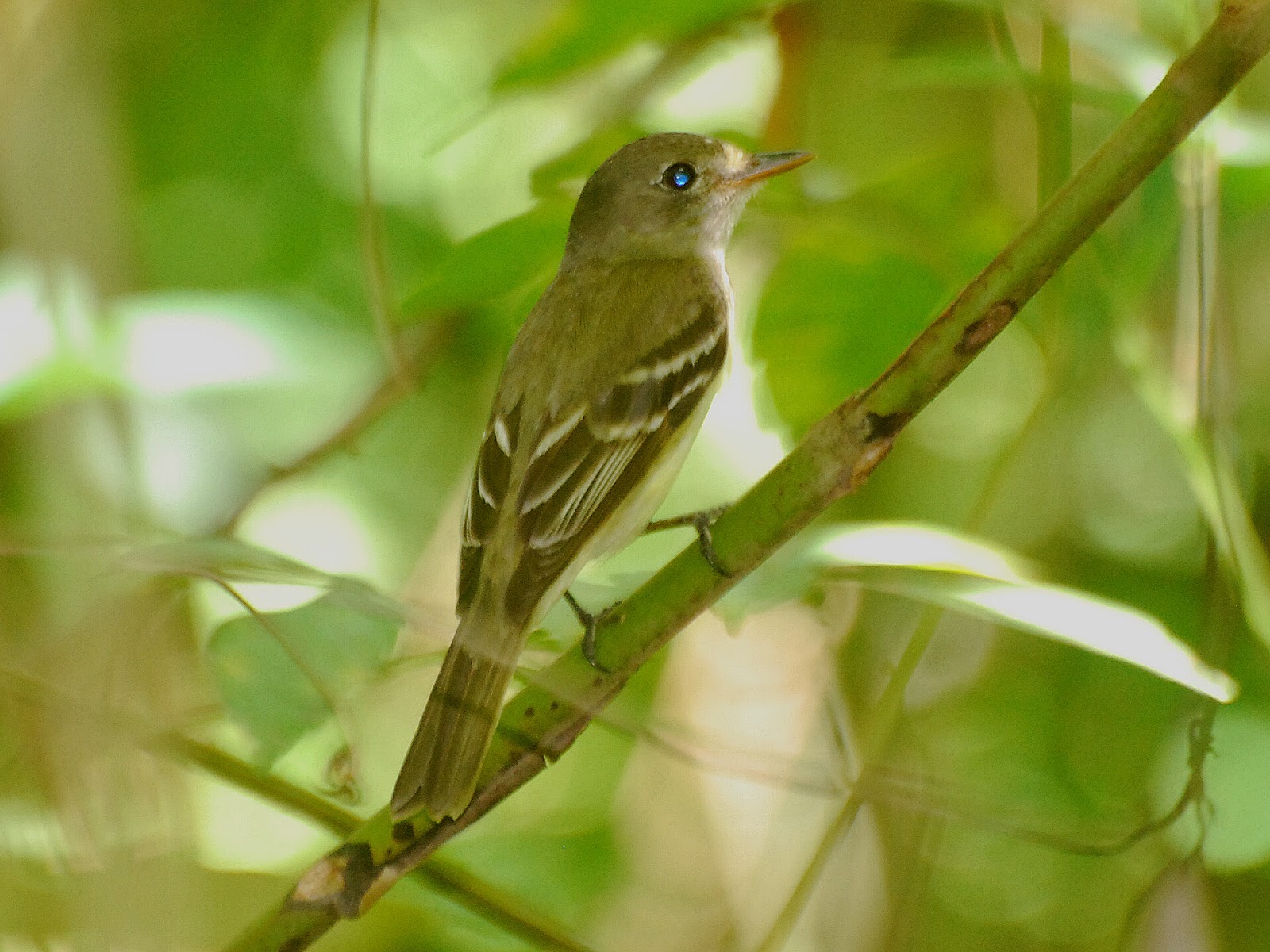 Jan Axel's Blog: Pewees and Empids of Panama City