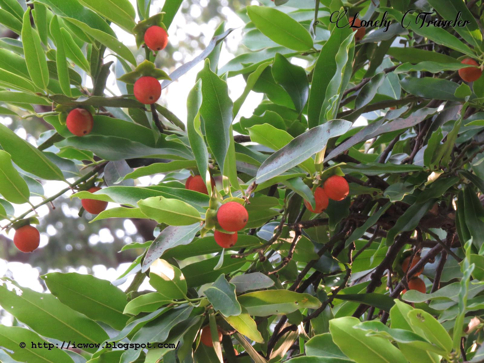 Indian Persimmon - Diospyros embryopteris