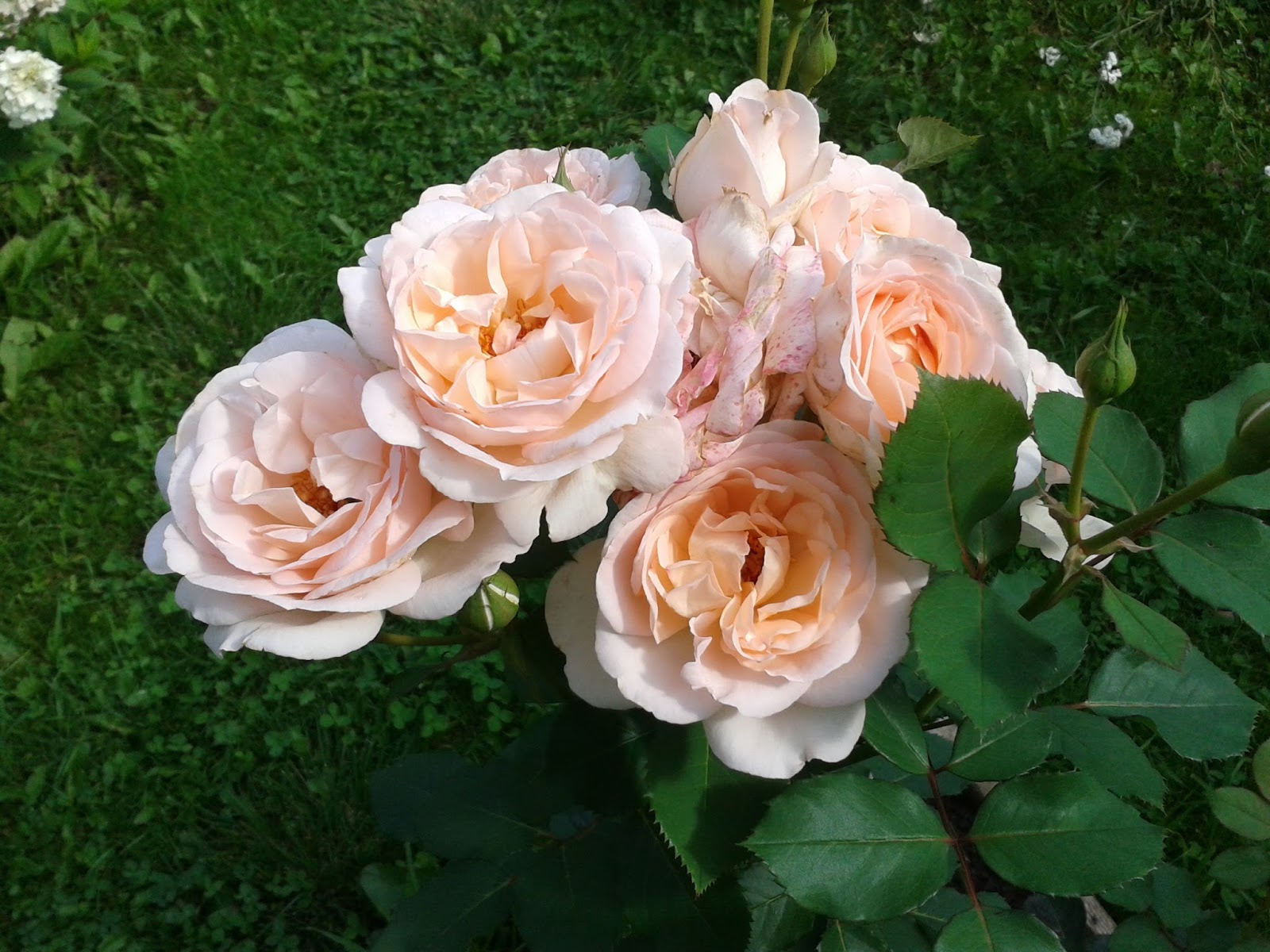 Ranczo Elma: Róża (Rosa) Clair Renaissance