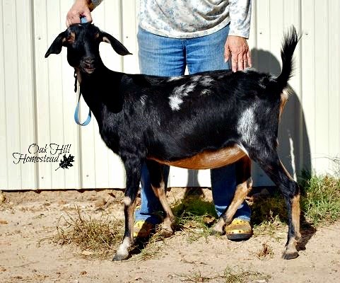 Aging Gracefully on the Homestead - Oak Hill Homestead