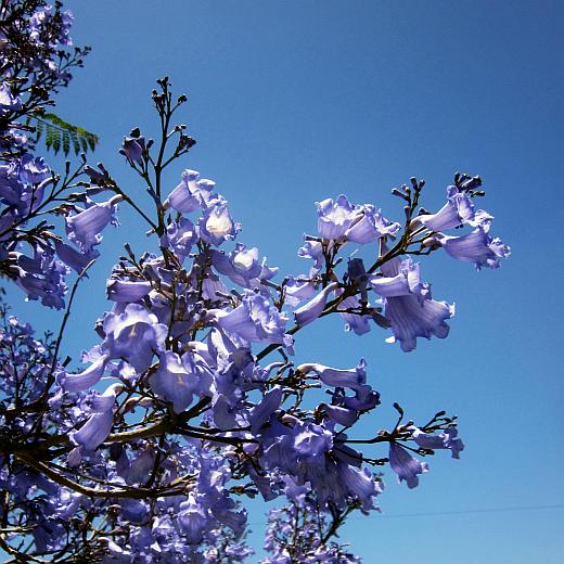 Paideia: Friday Flowers: Jacaranda