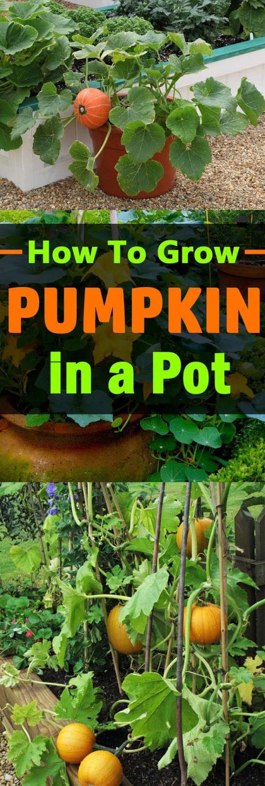How To Grow Fresh Pumpkins Best Ideas Ever Everything About Garden how-to-grow-fresh-pumpkins-best-ideas-ever-everything-about-garden