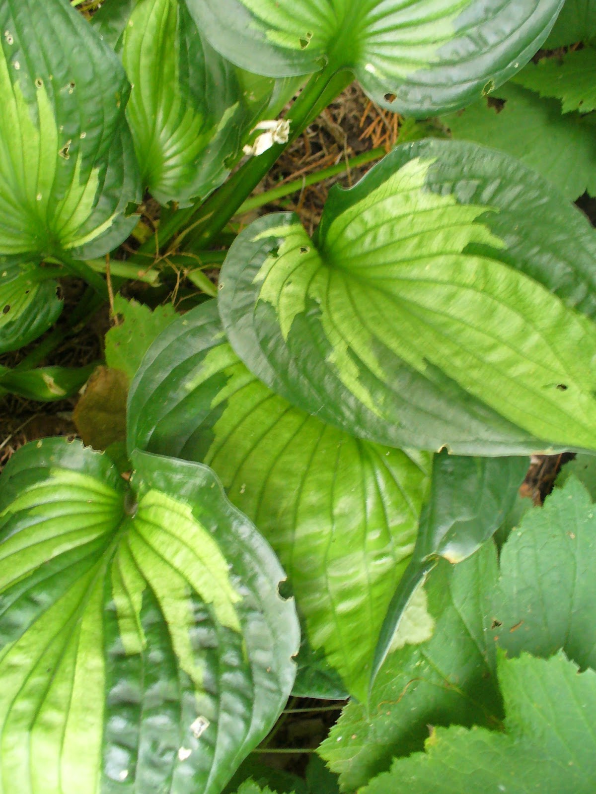 Hosta Heaven – Plant Something Oregon
