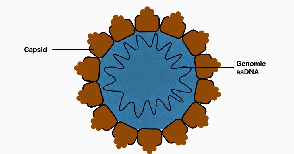 Virology tidbits: Porcine Circovirus: Autophagy, Nucleolus, and Apoptosis