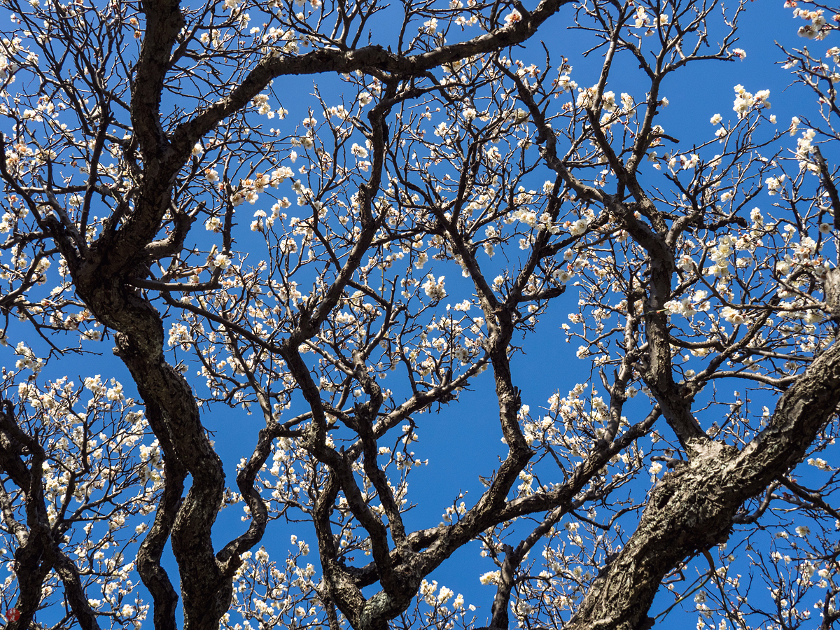 FROM THE GARDEN OF ZEN: White ume blossoms: Engaku-ji