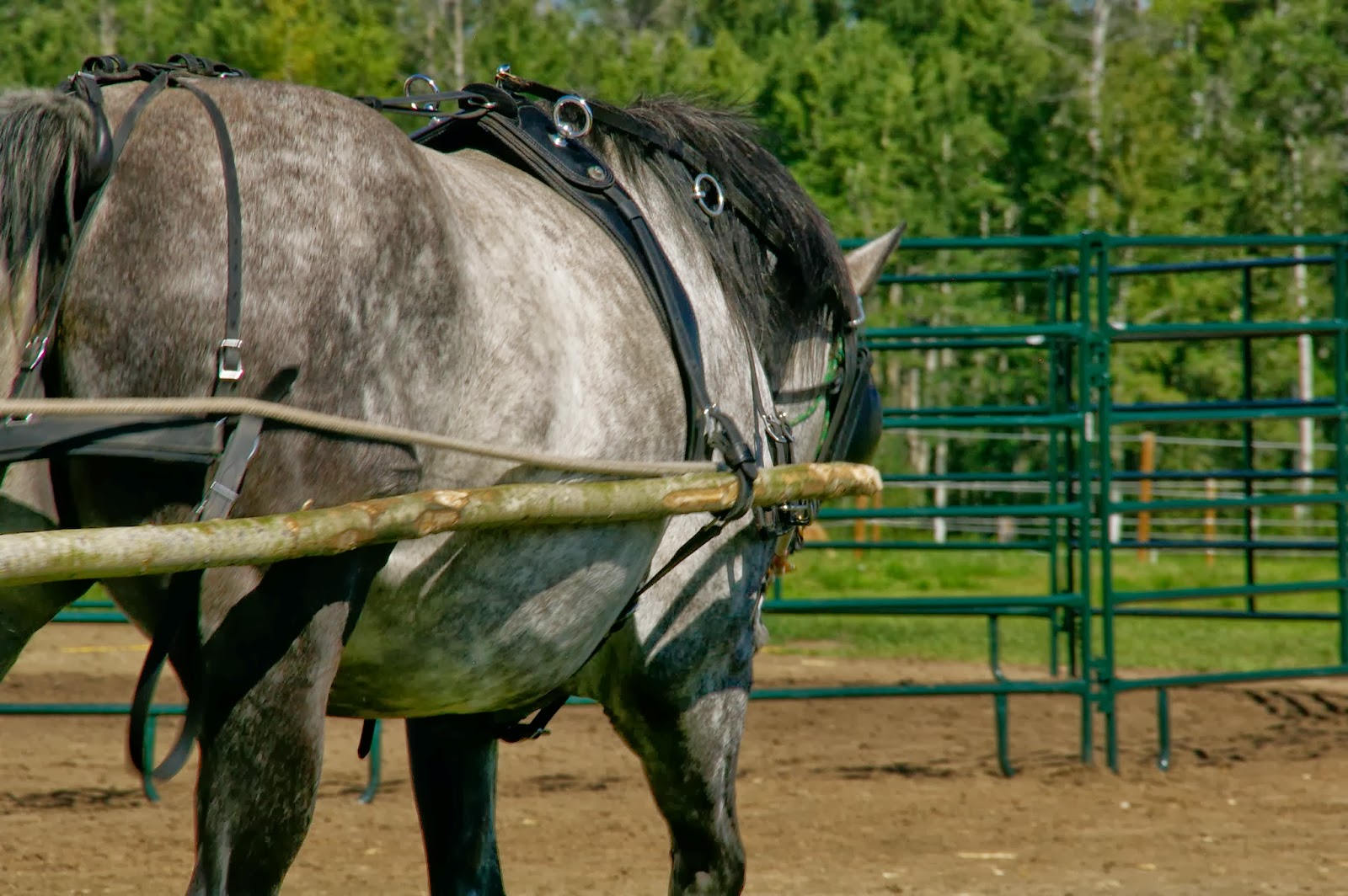 French Vocabulary Illustrated: timon