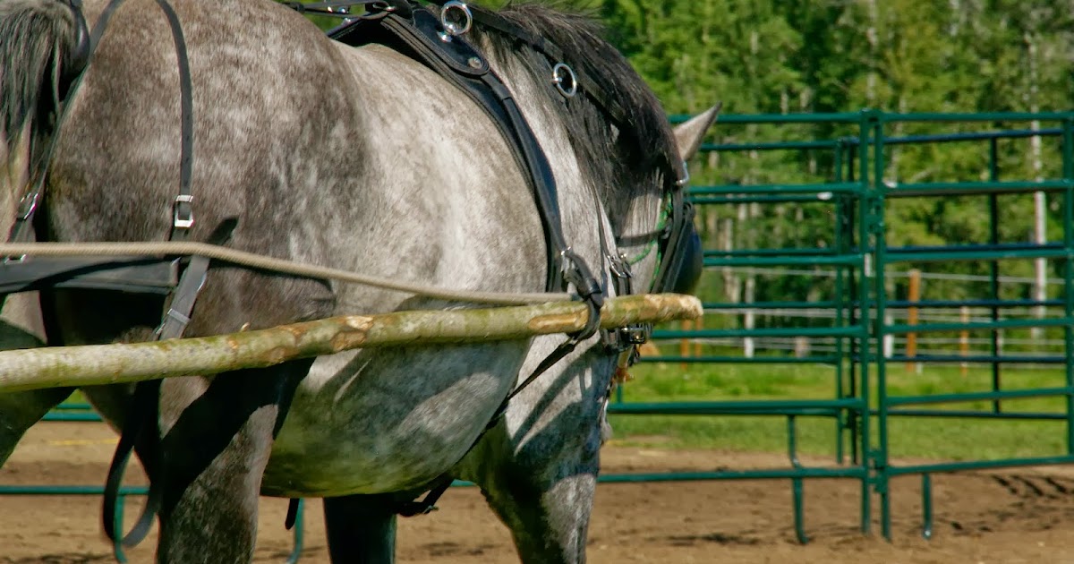 French Vocabulary Illustrated: timon