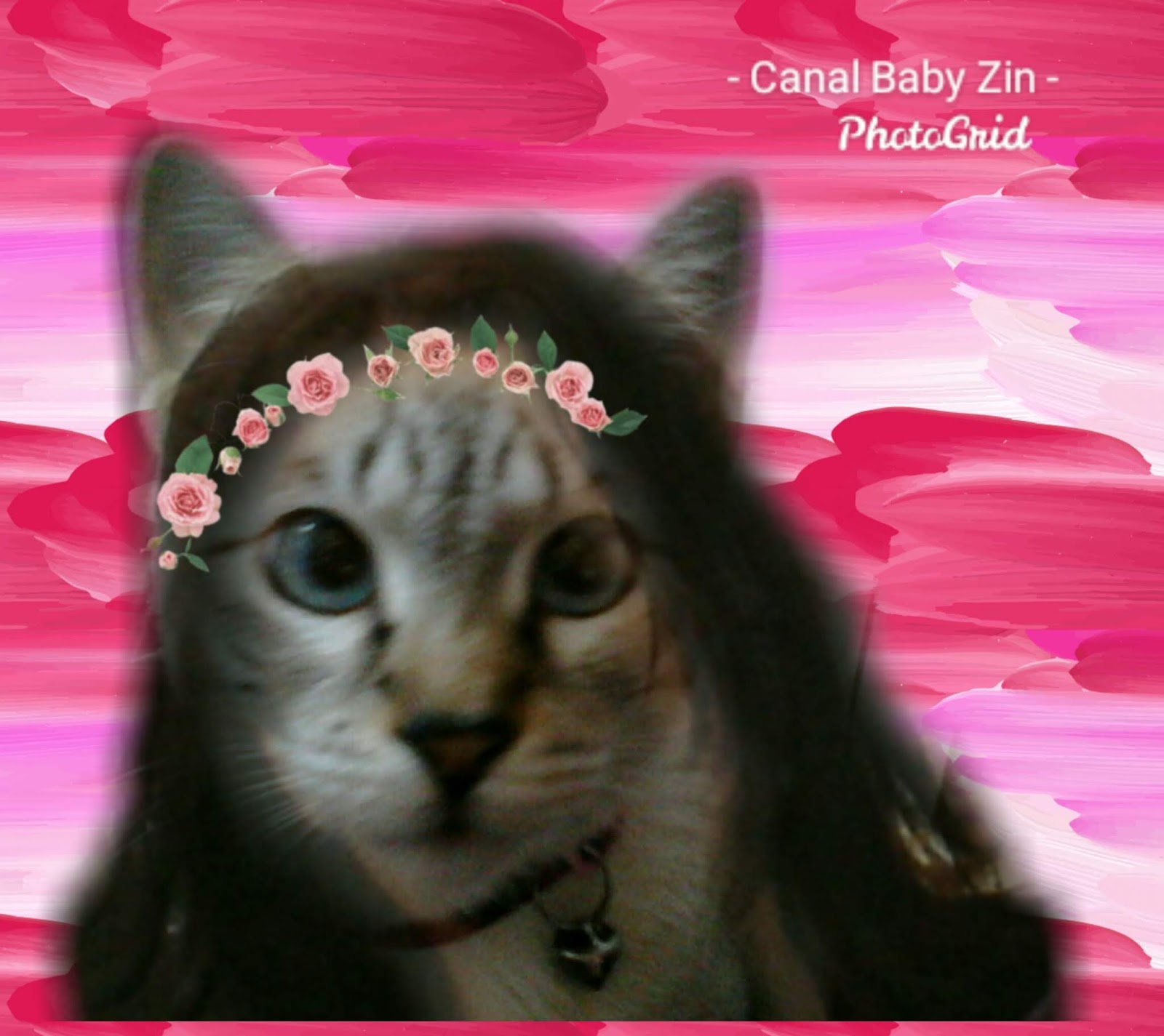 Canal Baby Zin do YouTube: Foto Colagem de Bebês e Pets