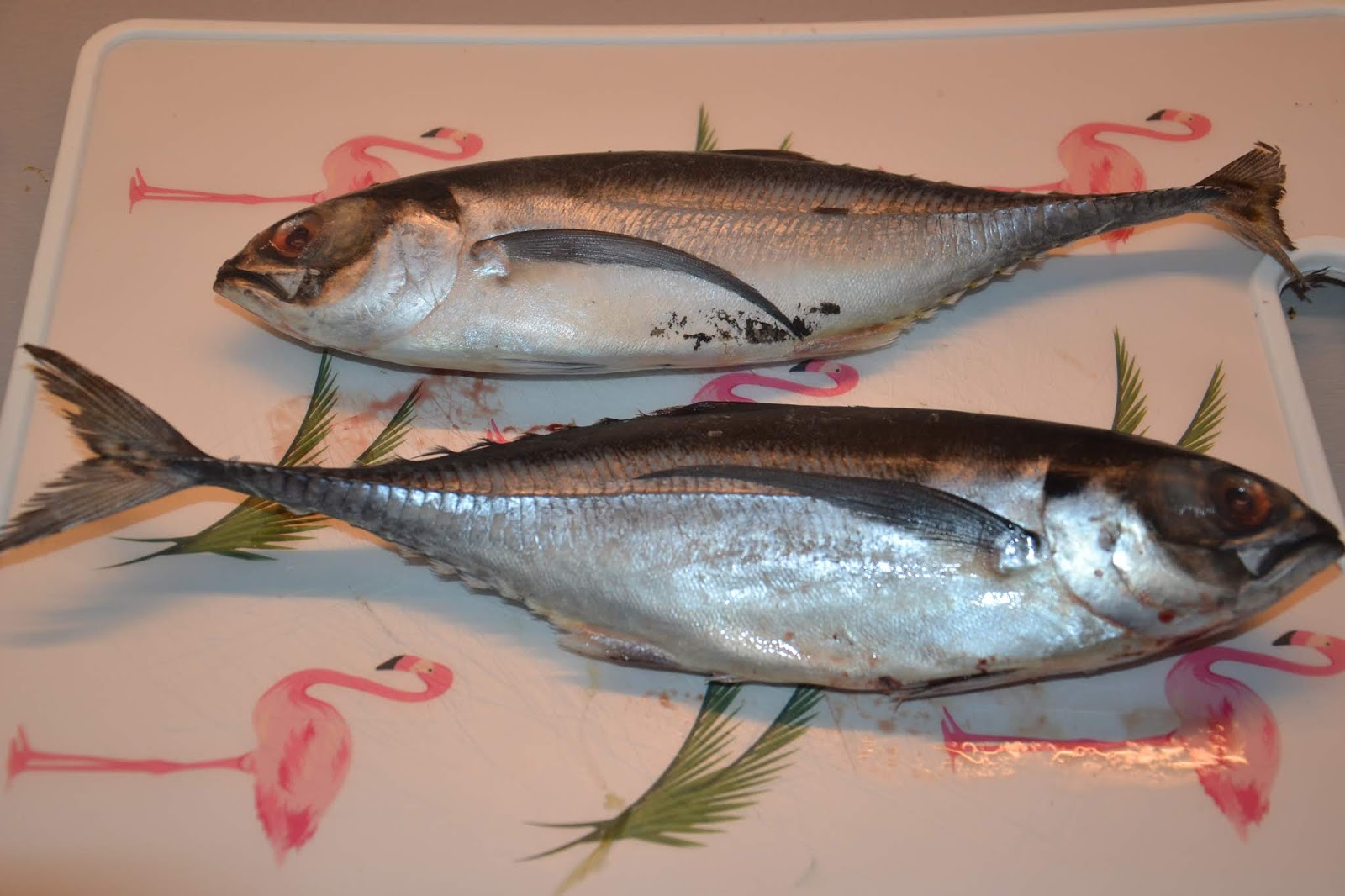 Oppdag Fisk!: Torpedo Hestemakrell/Torpedo Scad/Megalaspis Cordyla ...