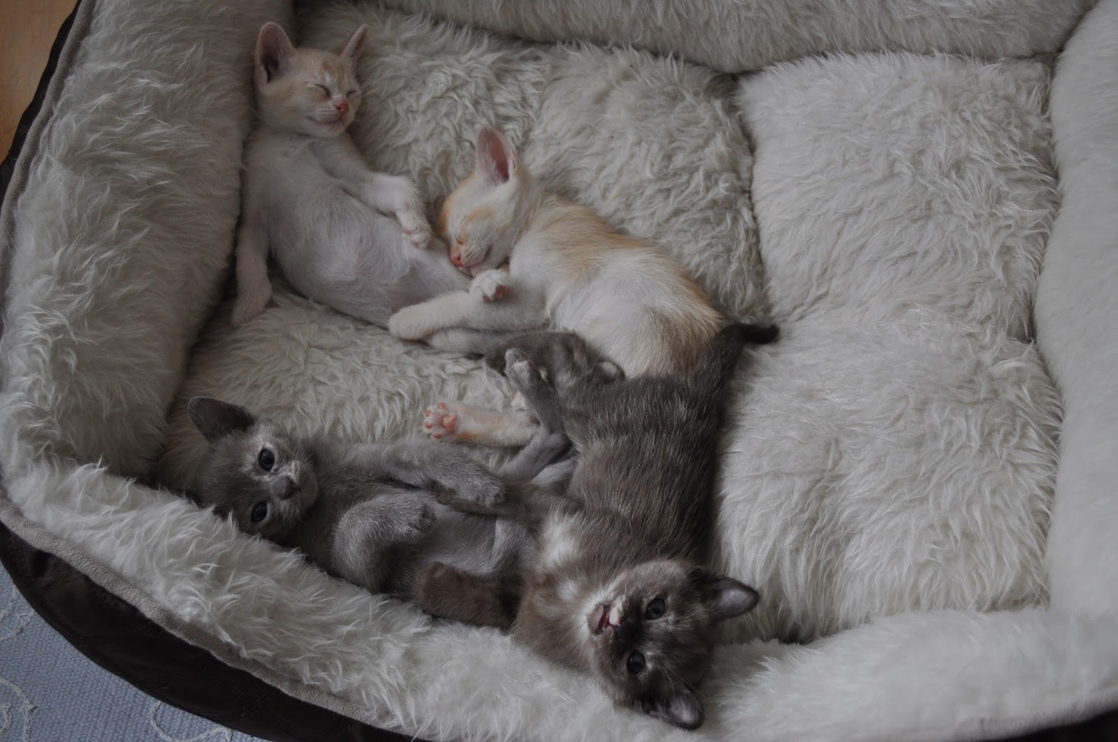 FI*Birginella's: Pennut