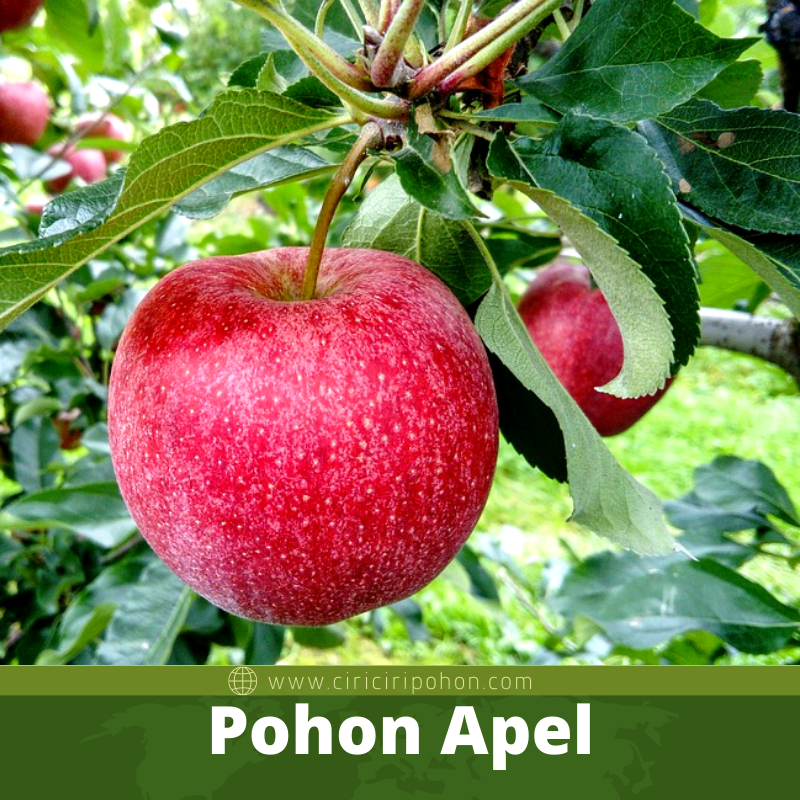 Cara Menanam Pohon Apel Dalam Pot - Ciriciripohon.com