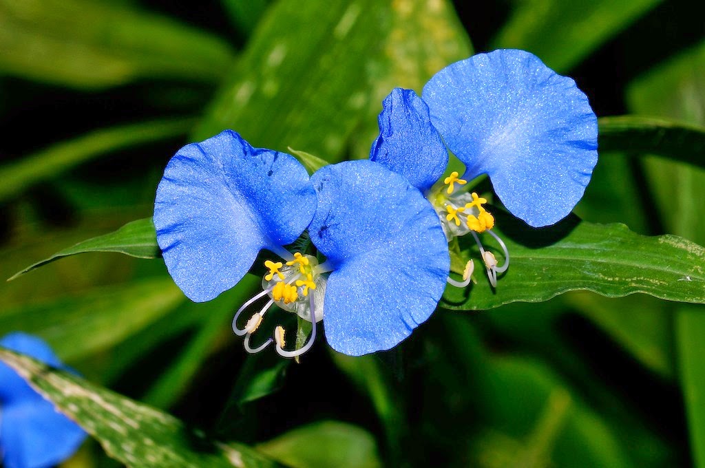 Flora de Puerto Rico Ilustrada Papo Vives: COMMELINACEAE-COMMELINA ...