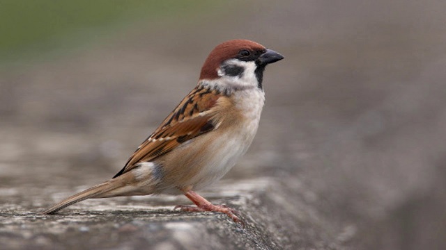 Nằm mơ thấy chim sẻ đánh con gì? Chọn số đẹp nhất hôm nay