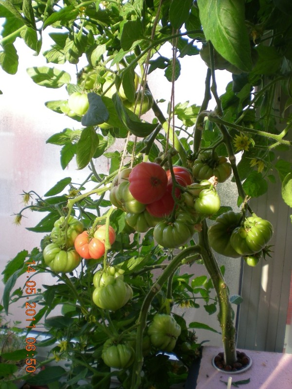 BALKONDA TOPRAKSIZ TARIM: Pembe Domates