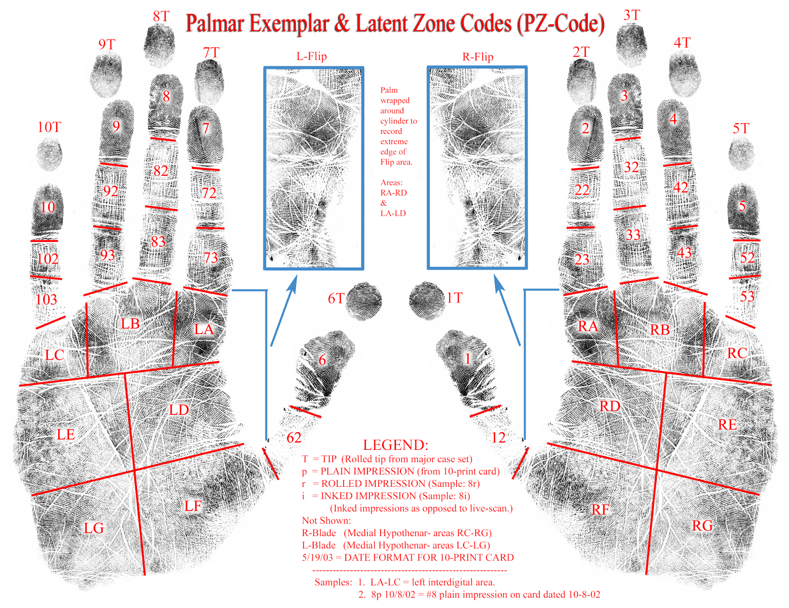 Fingerprint Individualization | ACE-V | Scientific Method: PZ-Code; The ...