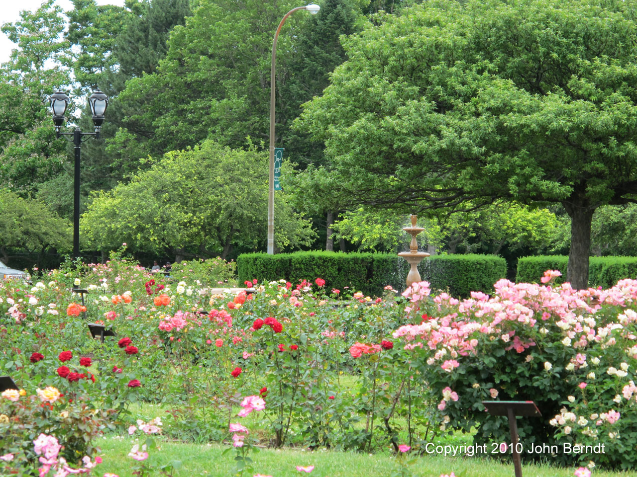 Western NY Picture Blog: Rochester NY - Maplewood Rose Garden - Sunday ...