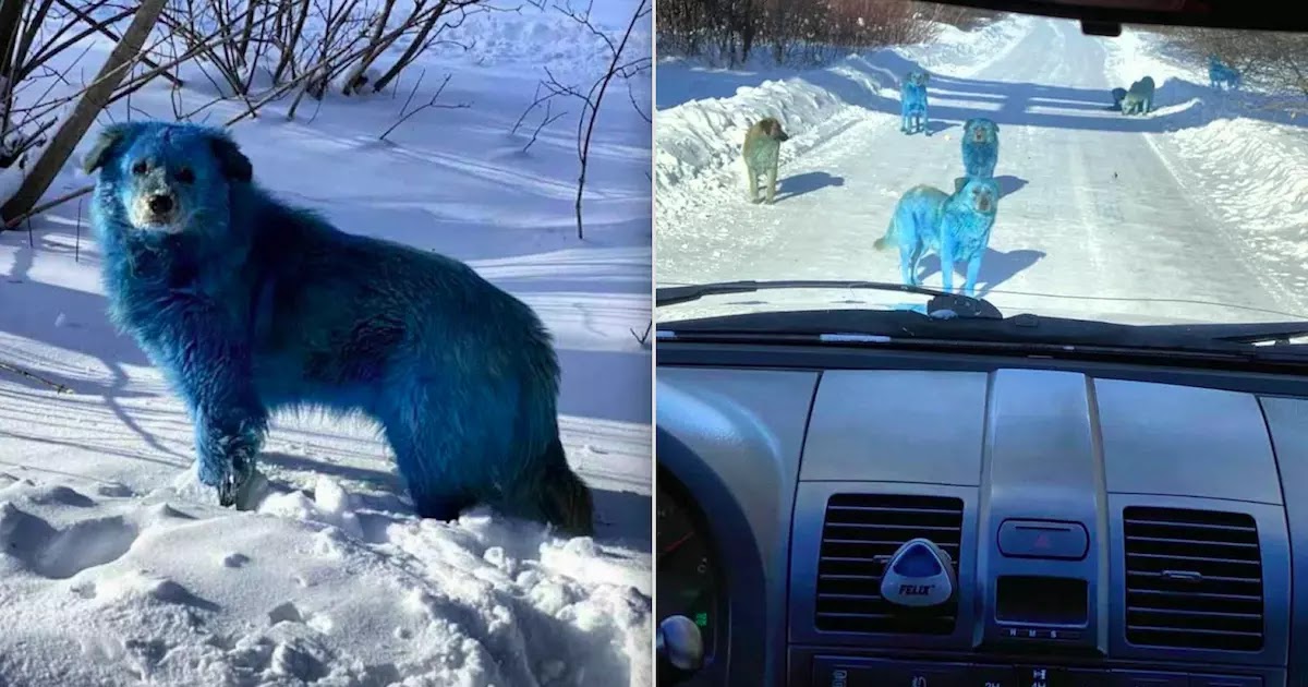 Concern In Russia After Pack Of Blue Dogs Is Spotted Near Abandoned Factory