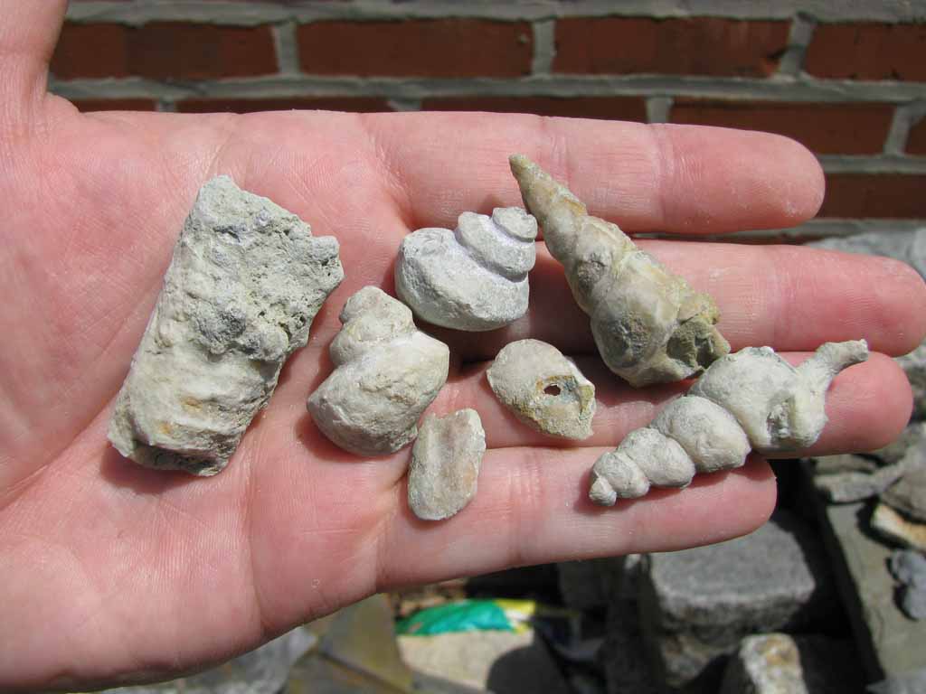 Views of the Mahantango: Marble Hill Bed fossils