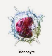 Morfologi Dan Fungsi Monosit Sel Darah Putih - Mata Fariz