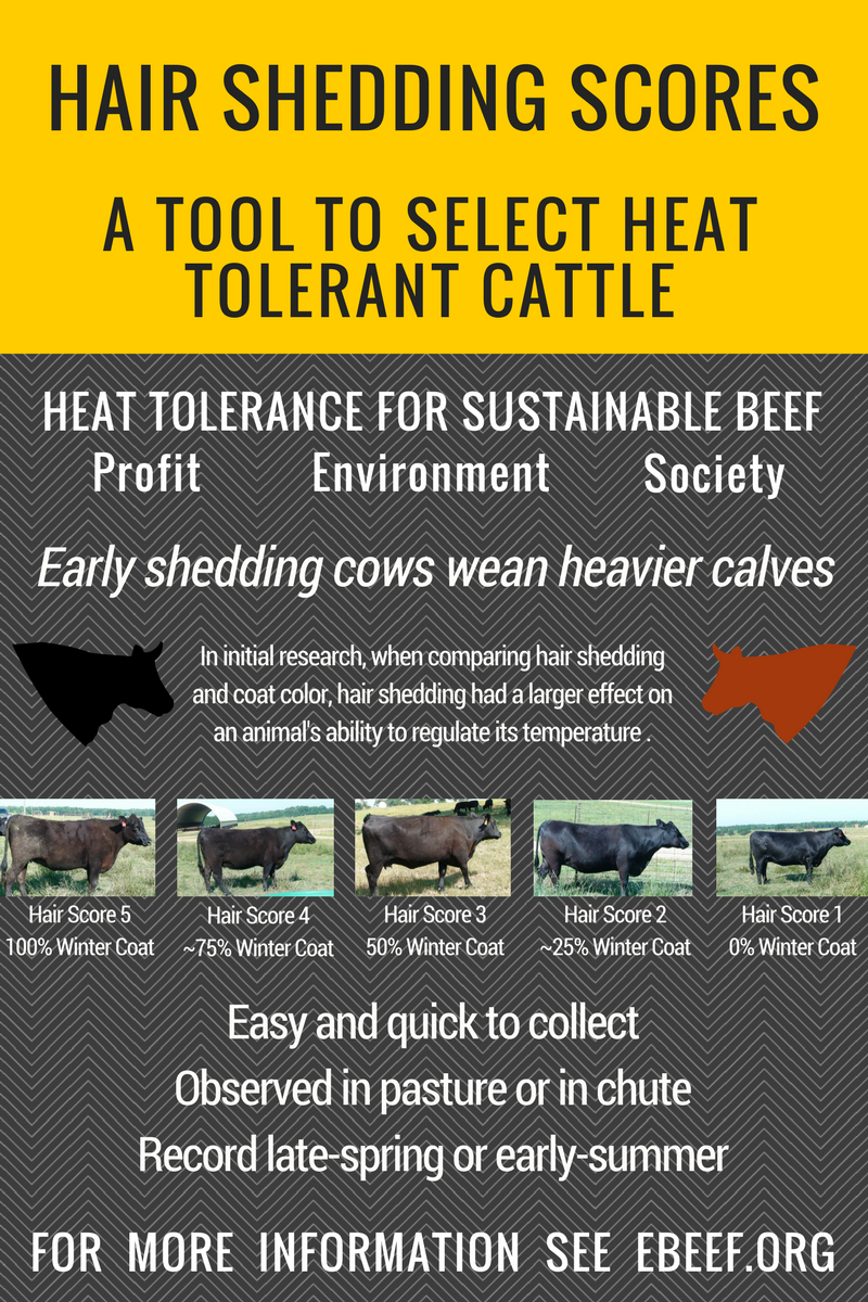 eBEEF.org Hair shedding scores: A tool to select heat tolerant cattle