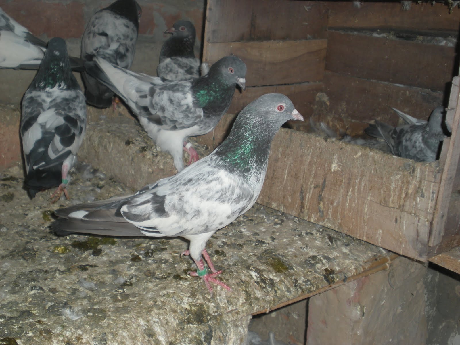 Pakistani Tipplers (Kabootar Baaz) | UK & USA Pigeons | Fancy Pigeons ...