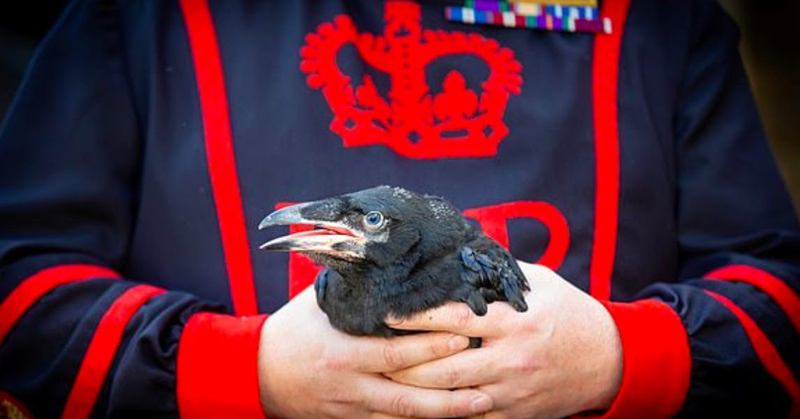 Ravenmaster is raising first-ever 'tame' ravens for the Tower of London