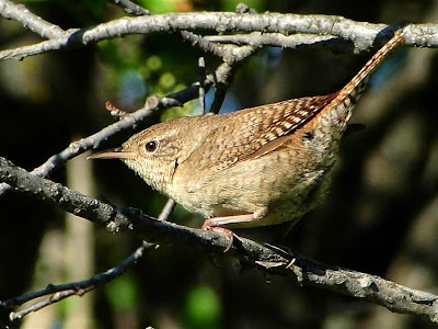 Variety of Life: Troglodytes
