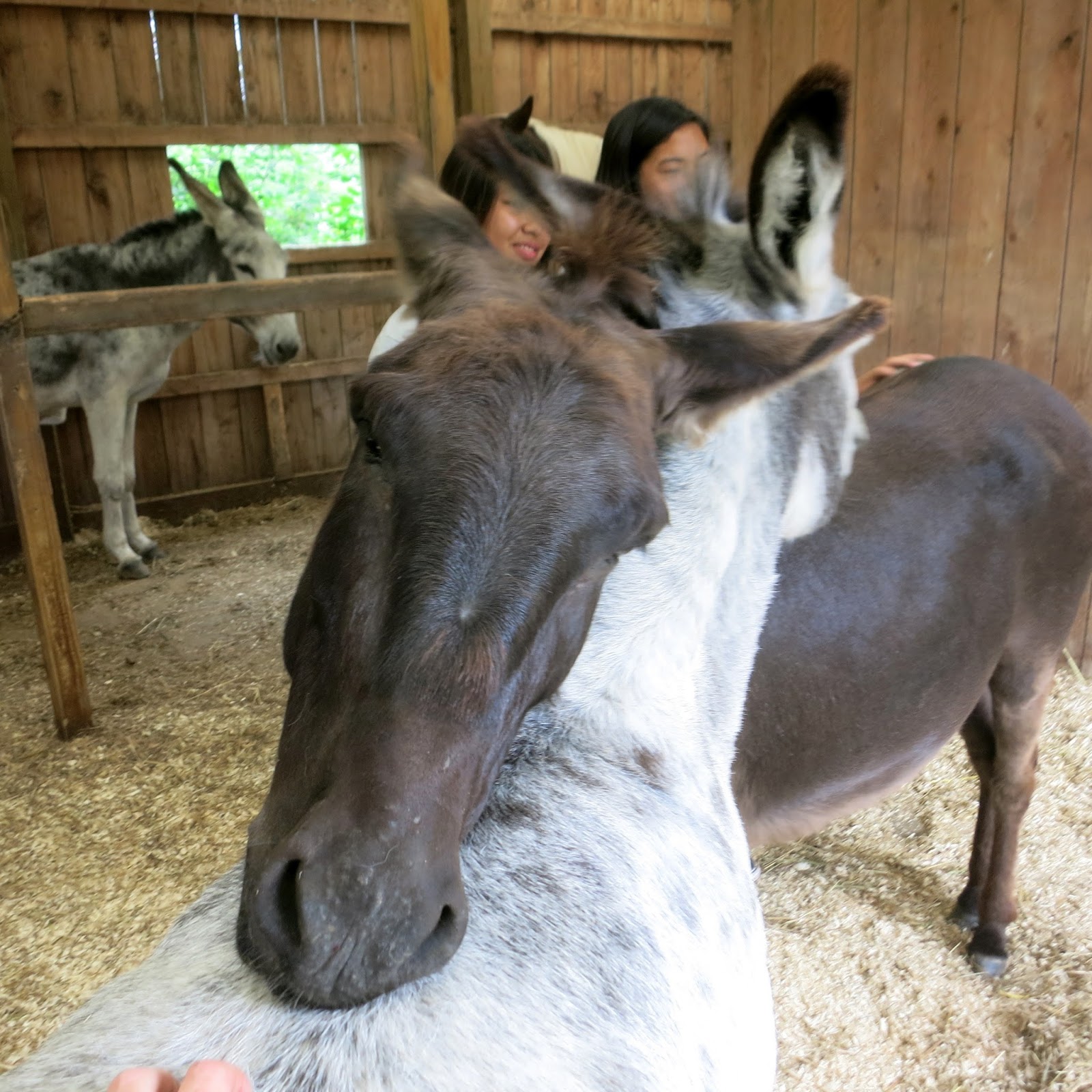 The Dancing Donkey: Ambassadors at Work