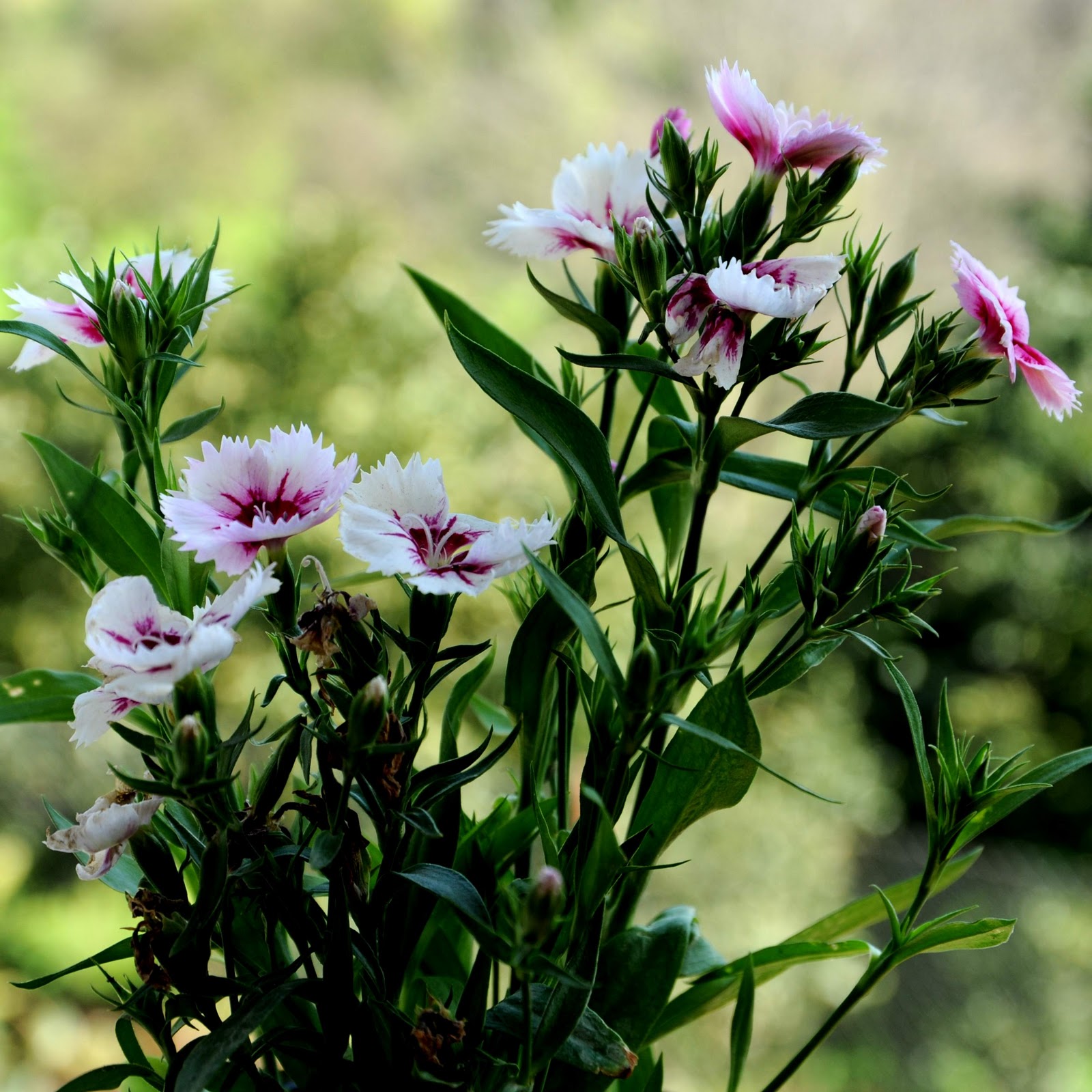Things: Karan Phool (Dianthus barbatus)