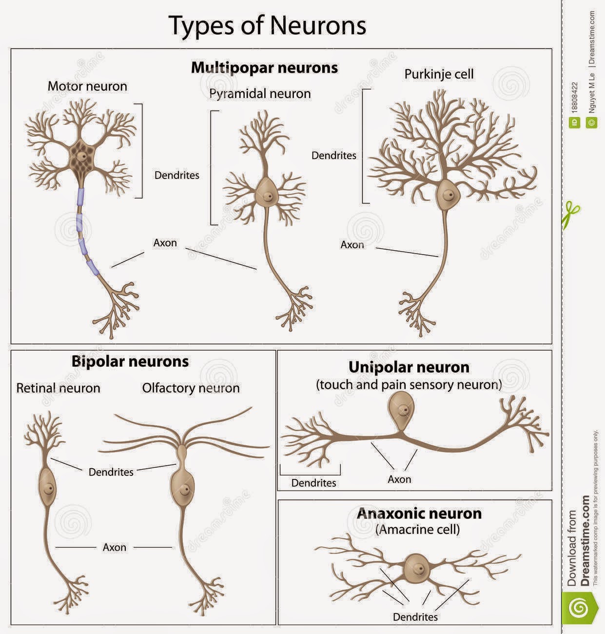 College. Science. Life: Neuroscience: Exploring the Brain: Ch2 Neurons ...