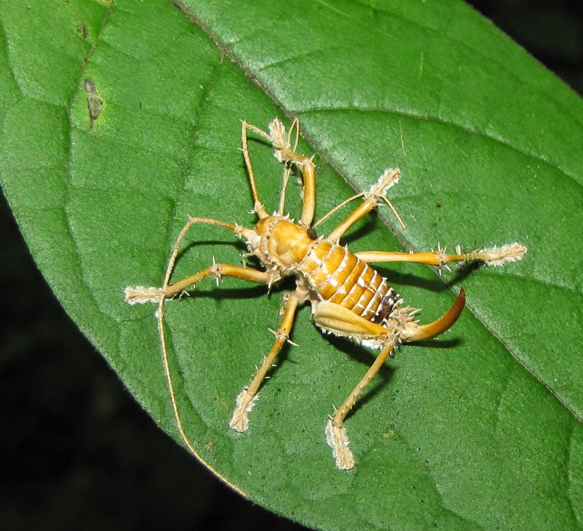 Bug Eric: Insidious Insect Fungi