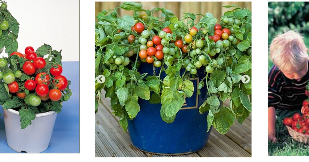 Alans Allotment: Mini & Micro Tomatoes