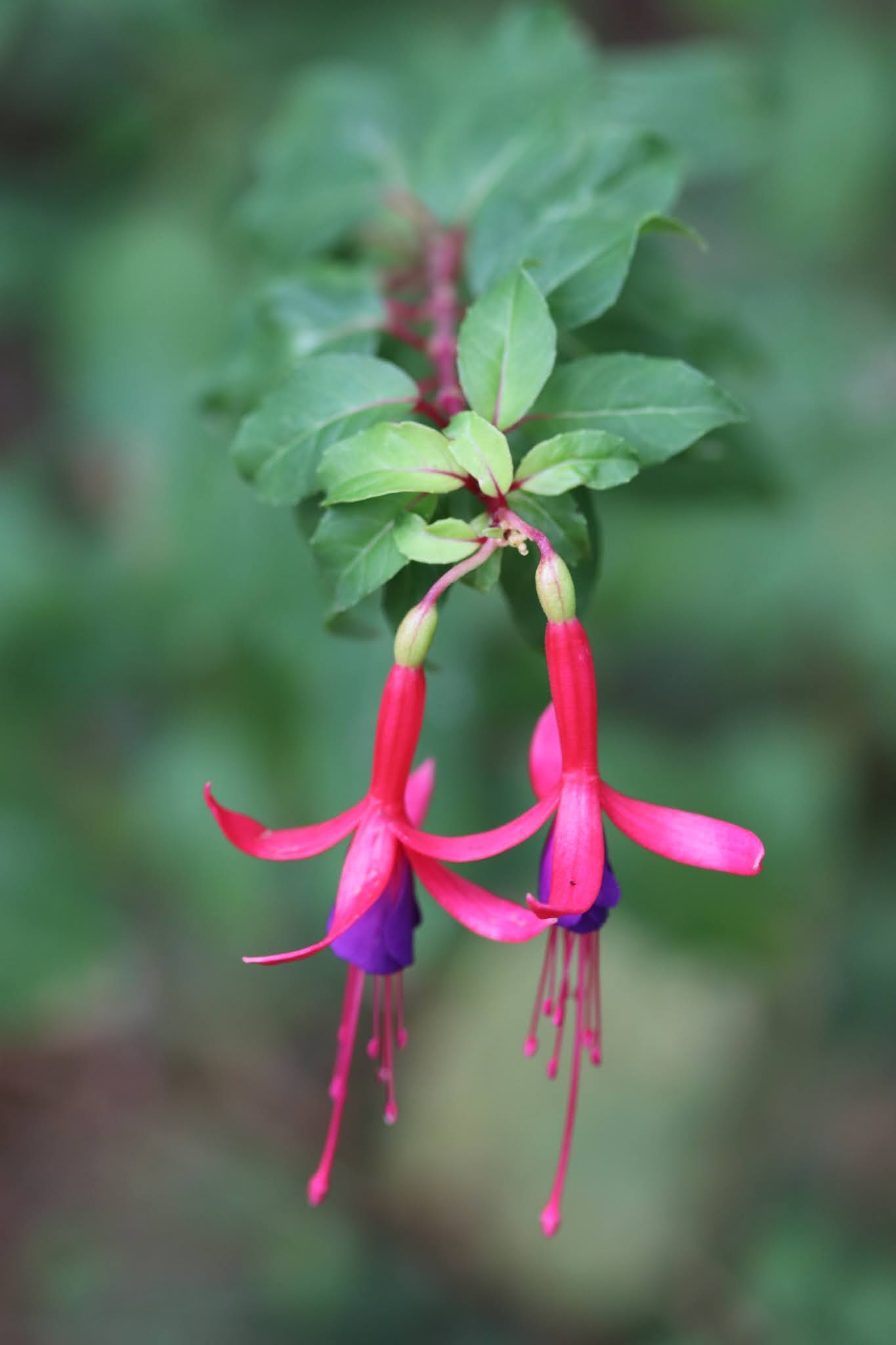 Extending the Flower Season