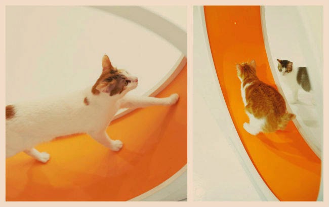 Animal Gala: RUEDA DE EJERCICIO PARA LOS GATOS