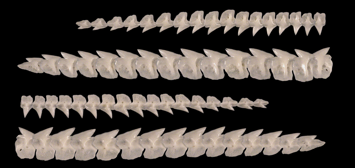 Tiburones en Galicia: Claves de los Squaliformes
