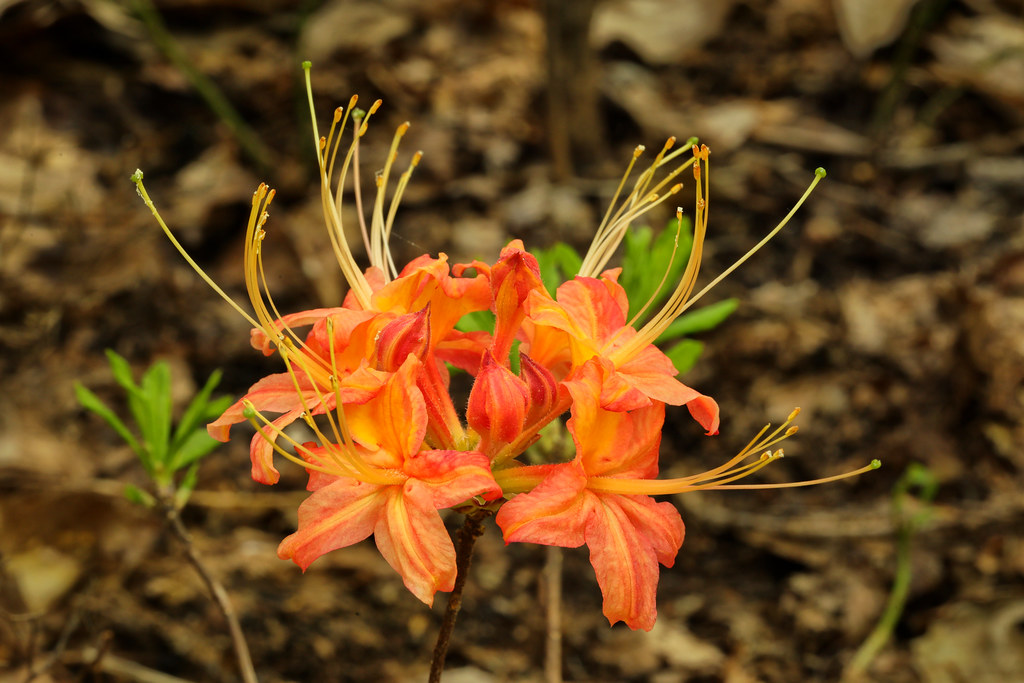 Rhododendron flammeum - Oconee azalea care and culture | Travaldo's blog