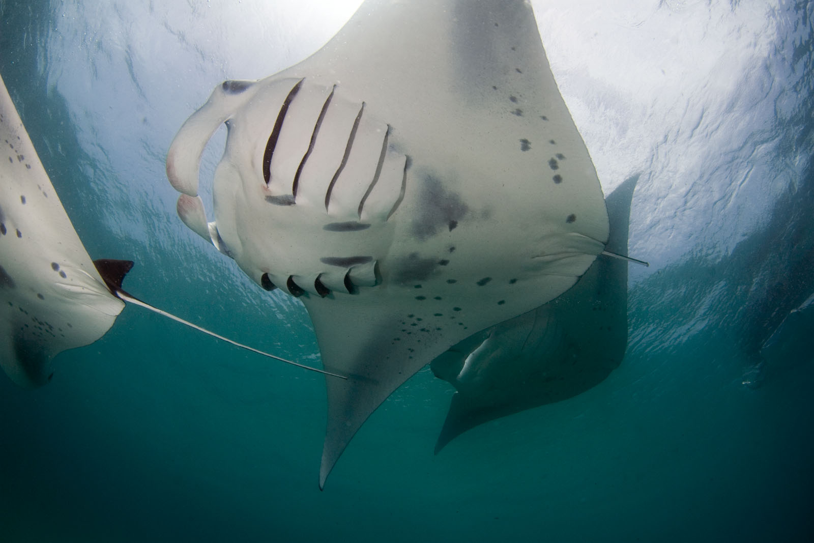 Animals of the world: Manta Ray