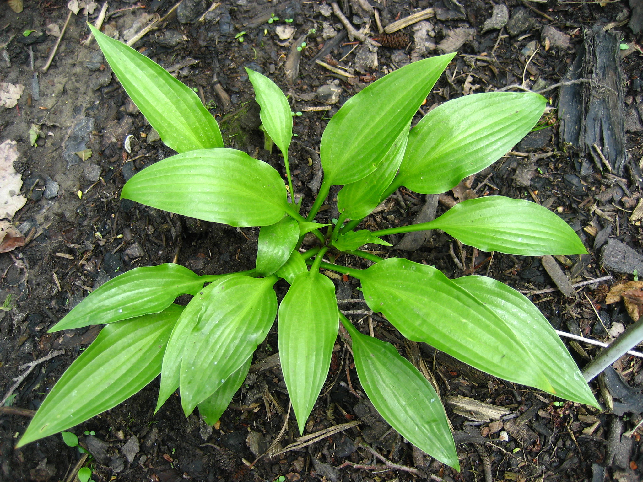 Hosta longipes - Rock Hosta care and culture | Travaldo's blog