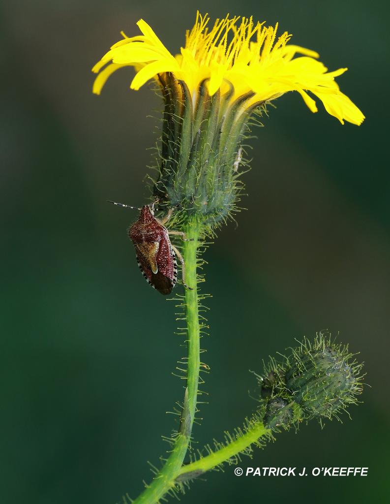 Raw Birds: HAIRY SHIELDBUG (Dolycoris baccarumm) on COMMON HAWKWEED ...
