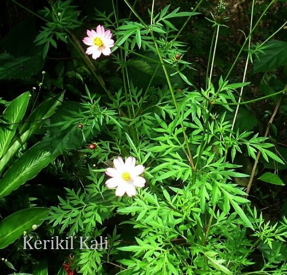 Manfaat Kenikir Untuk Kesehatan - herbal agro