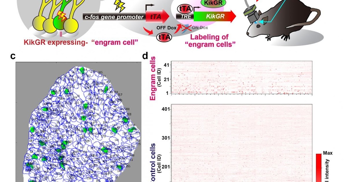 amudu: The brain stores memories through a neuronal ensemble, termed ...