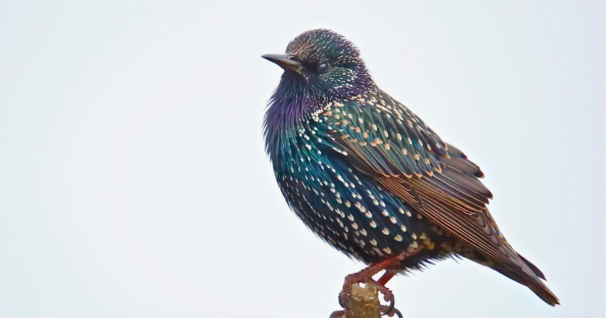 NI Bird Pics: Wilf Swain - Starling
