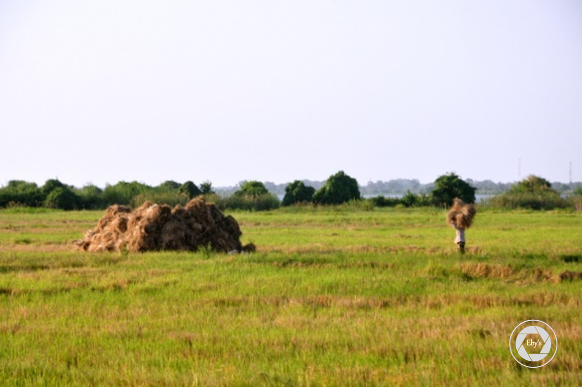On the Way to Mandur, Sri Lanka