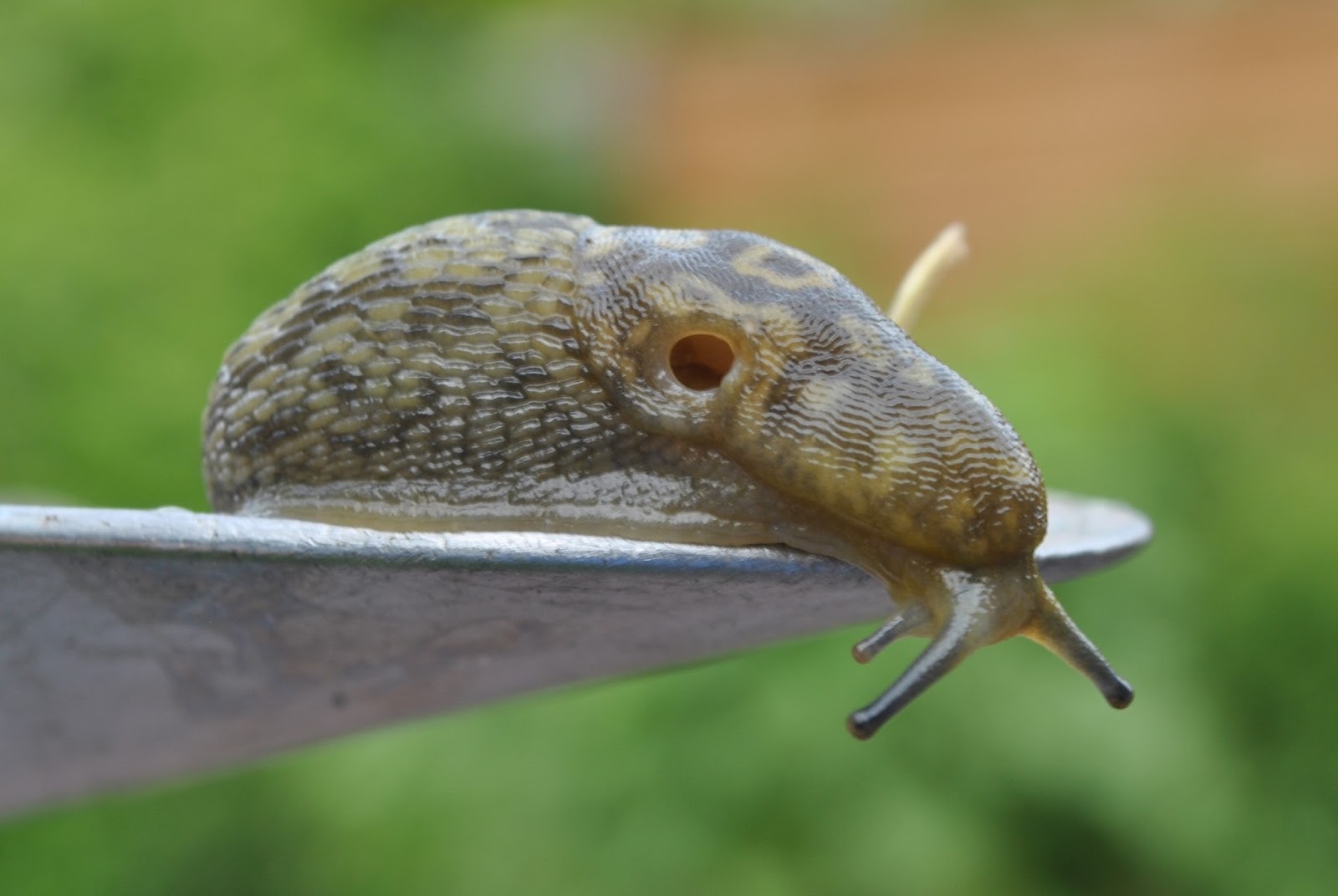 Bug Mad Girl: #30DaysWild day 29 - Feeling sluggish